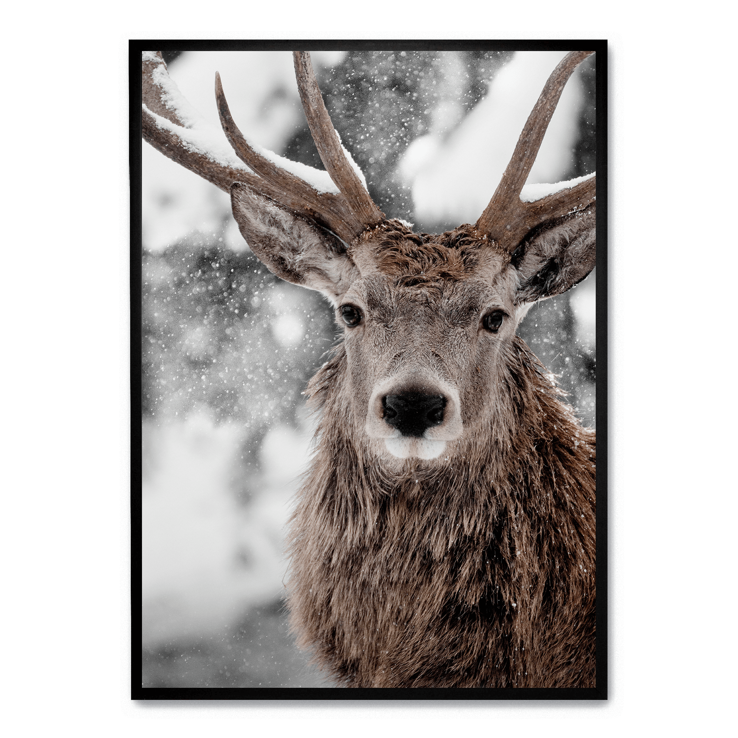 Winter Stag – POSTERA